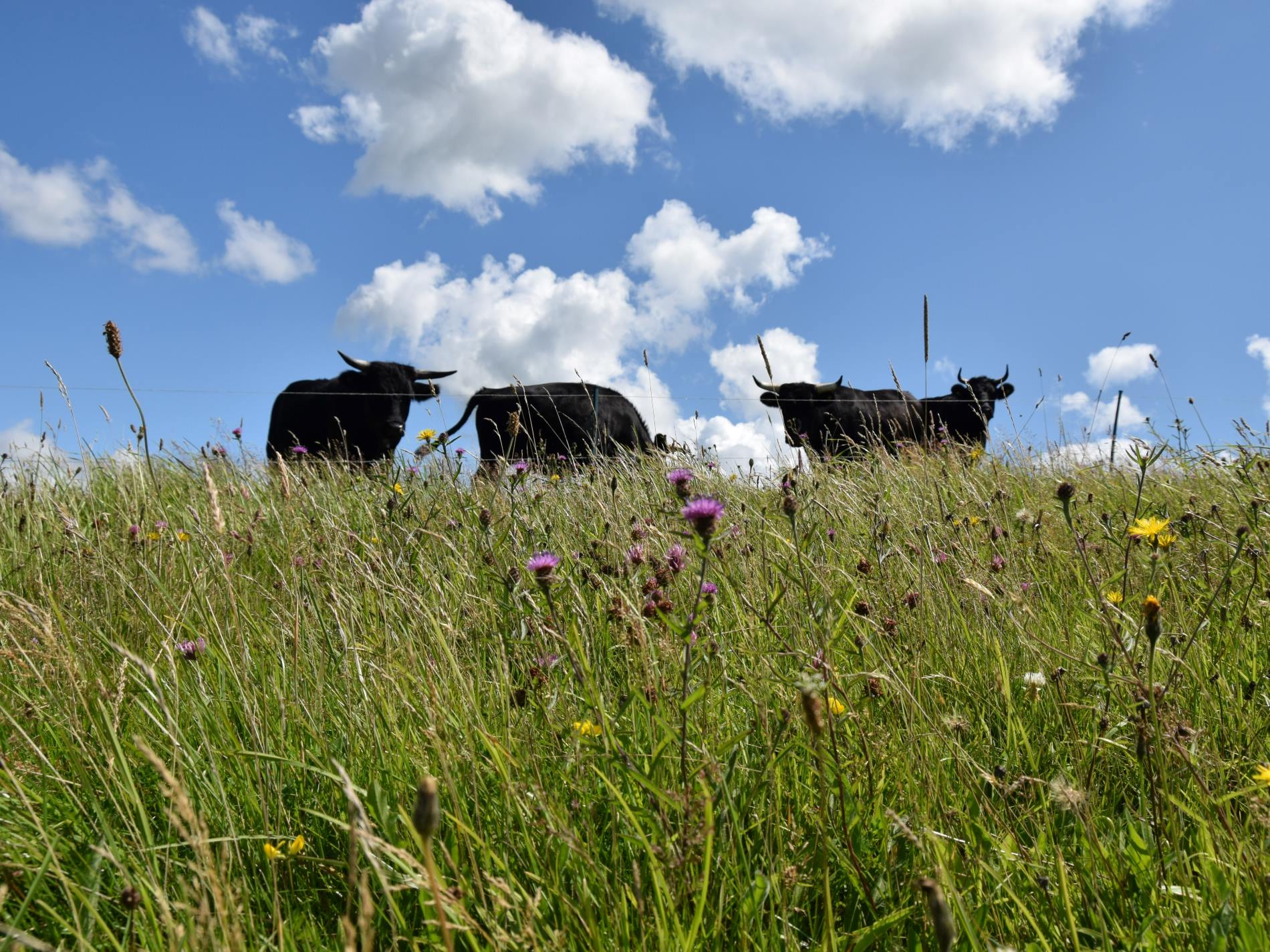 Datganiad oddi wrth Plantlife Cymru - Cynllun Ffermio Cynaliadwy ...