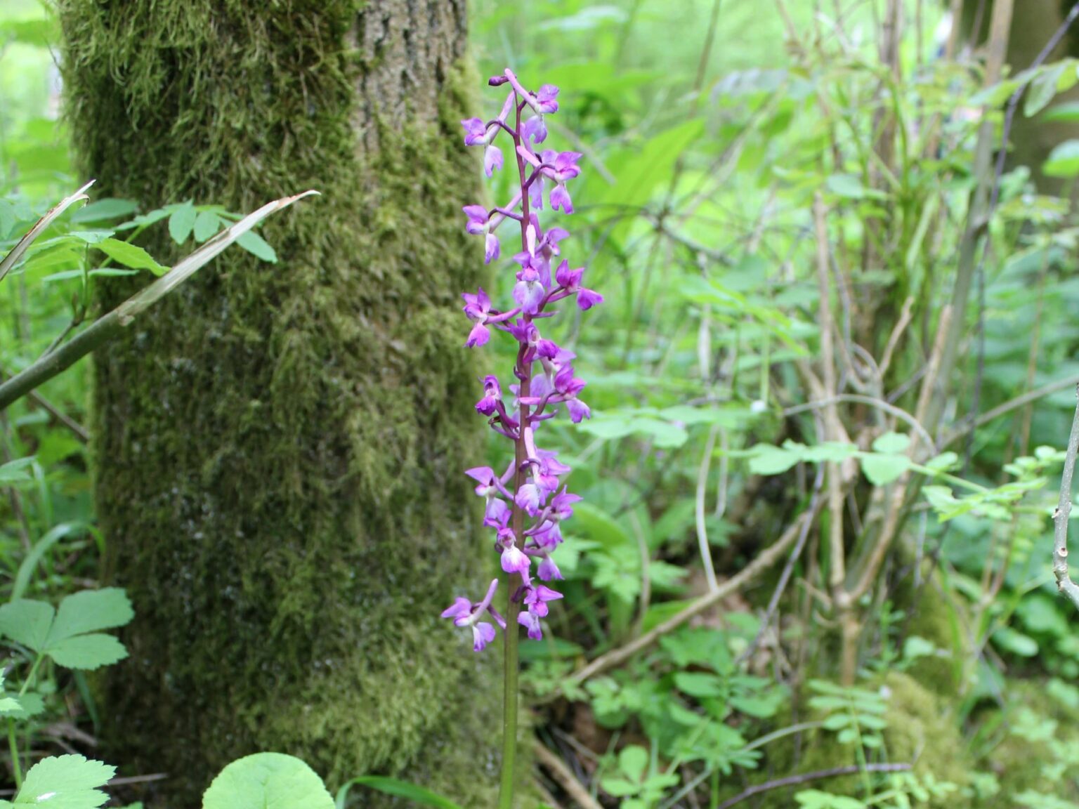 Where and When to see Wild Orchids in the UK - Plantlife