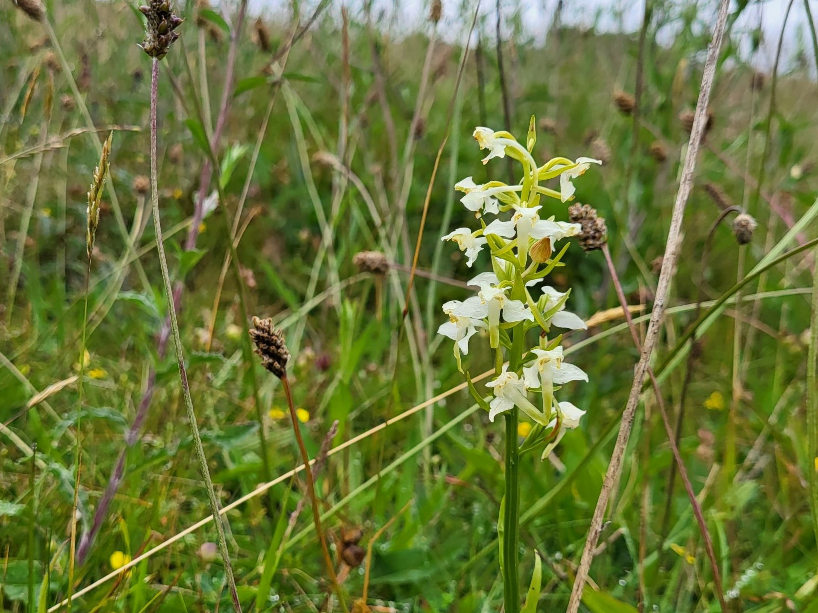 Fen Orchid - Plantlife