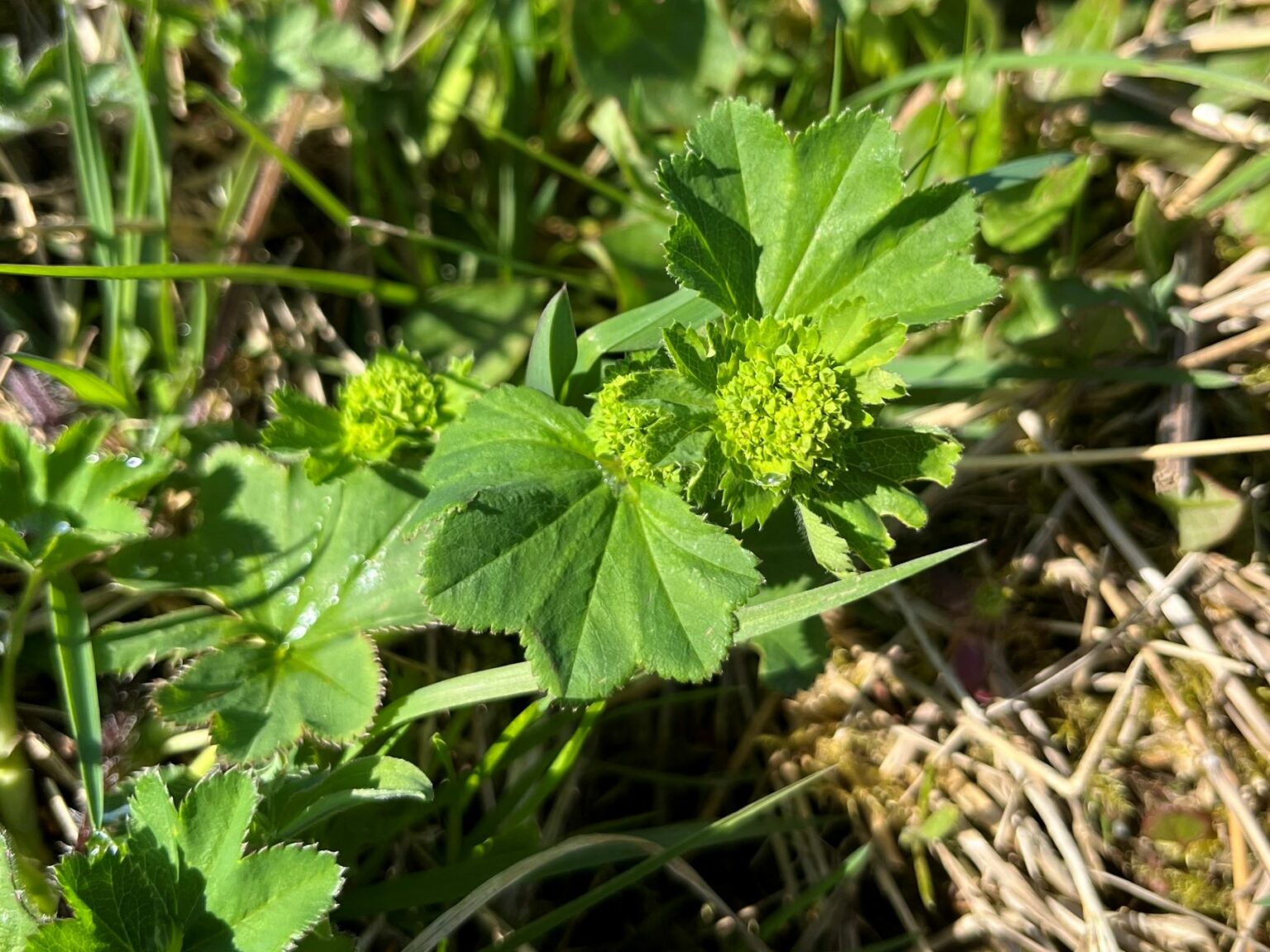 Spring on Plantlife’s Welsh Nature Reserves - Plantlife