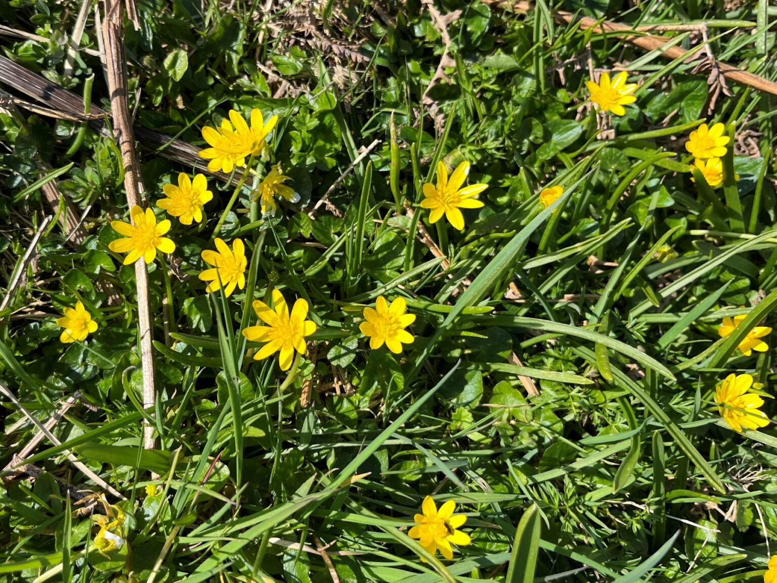 Spring on Plantlife’s Welsh Nature Reserves - Plantlife