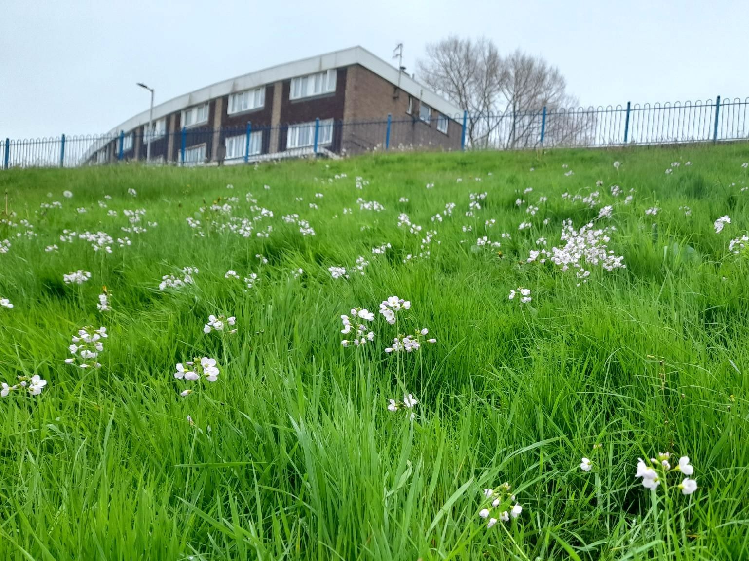This is What a No Mow May Lawn Looks Like: Your Results - Plantlife