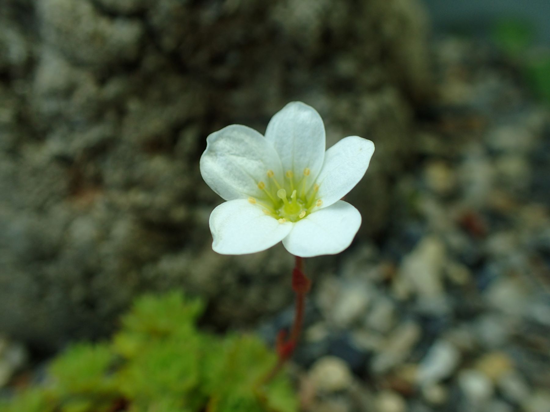 Rosy or Irish Saxifrage - Plantlife