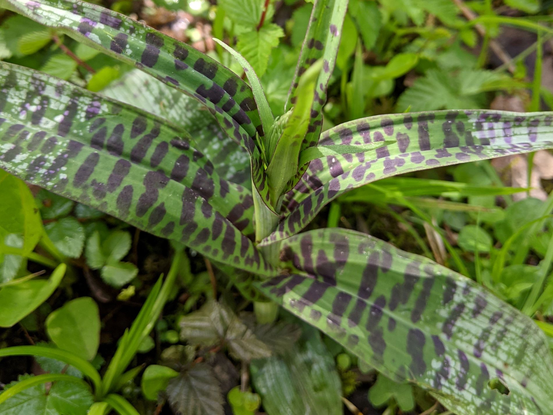 Where and When to see Wild Orchids in the UK - Plantlife