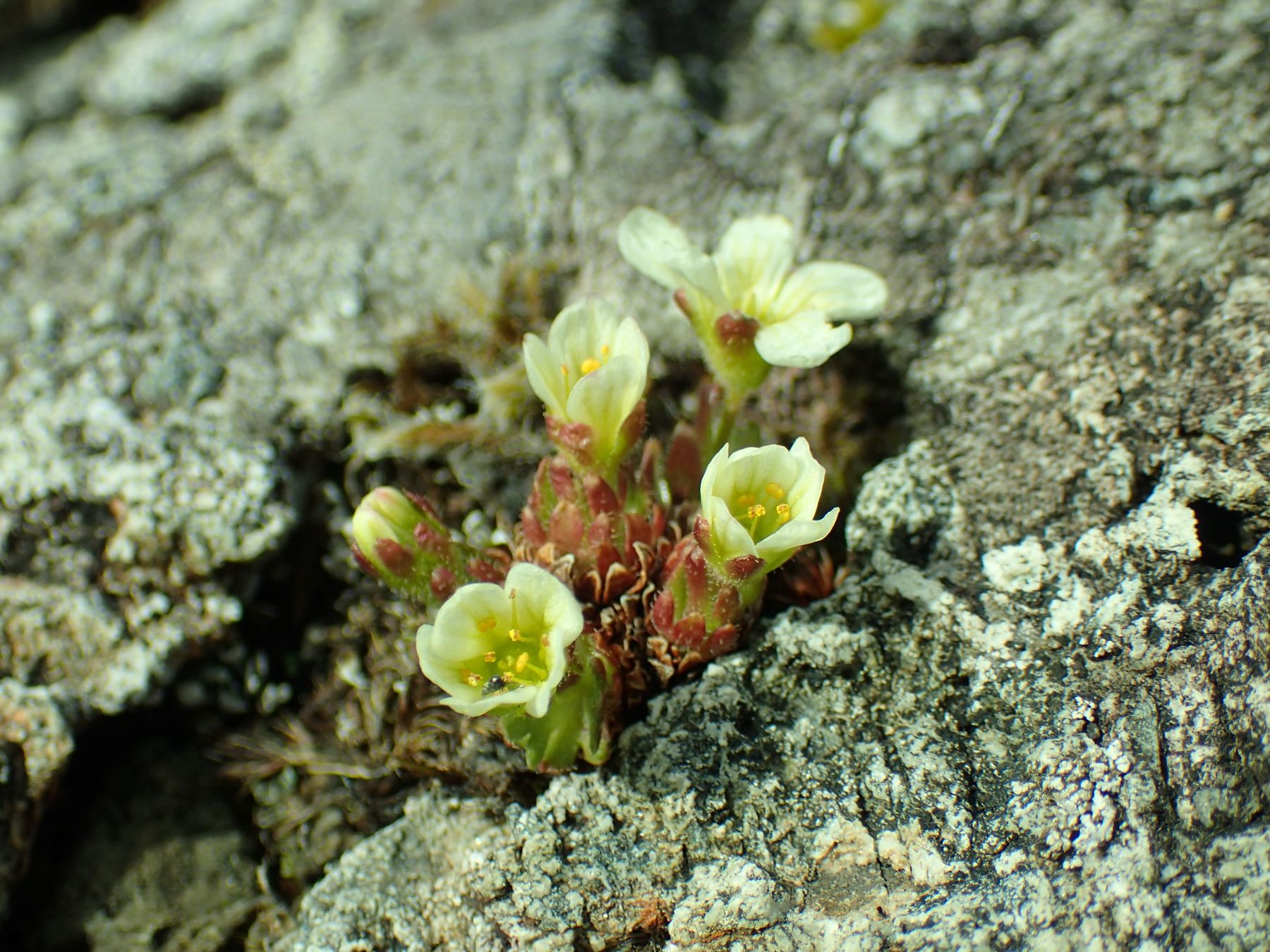 Tufted Saxifrage - Plantlife