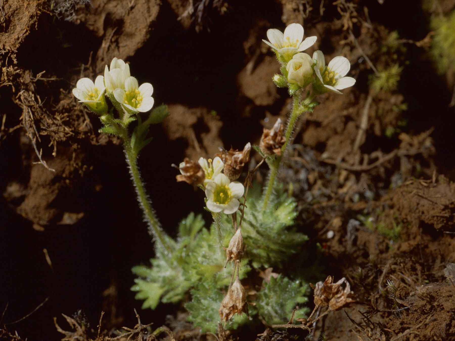 Tufted Saxifrage - Plantlife