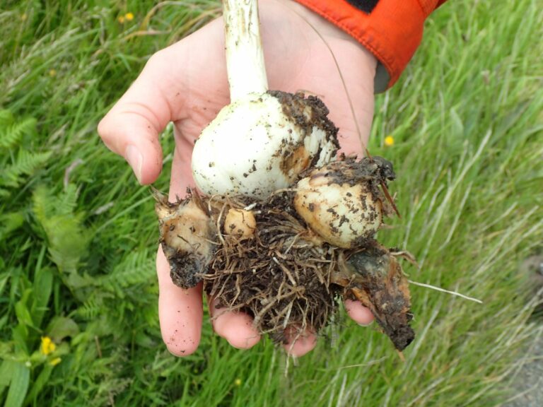 Wild Leek - Plantlife