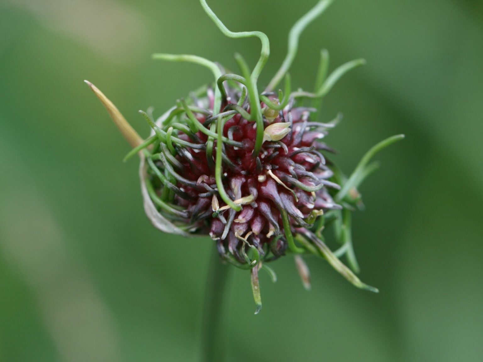 Wild Leek - Plantlife