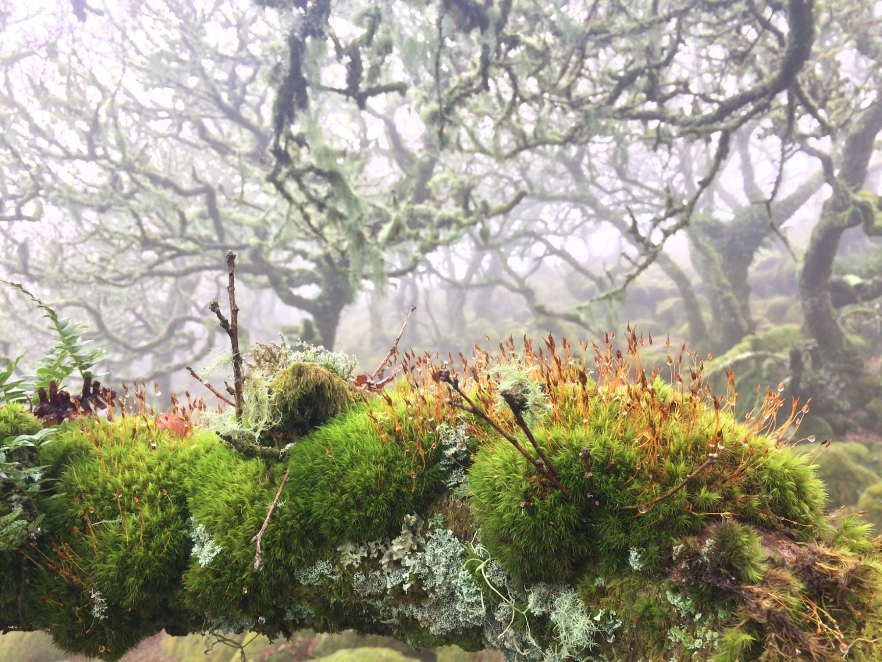 How Air Pollution Impacts our Temperate Rainforests - Plantlife