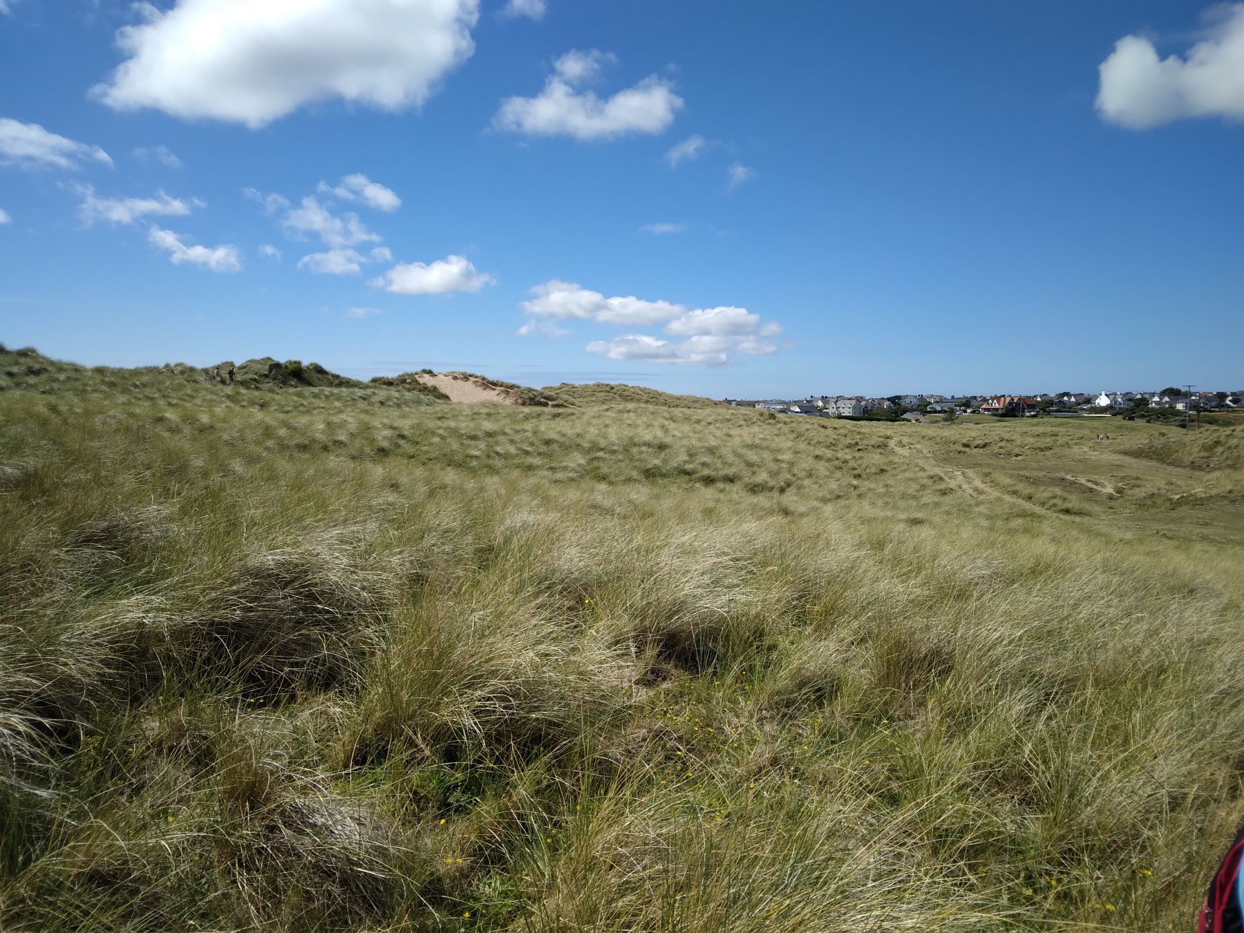 Rhosneigr Guided walk - World Sand Dune Day Discover the Dunes - Plantlife