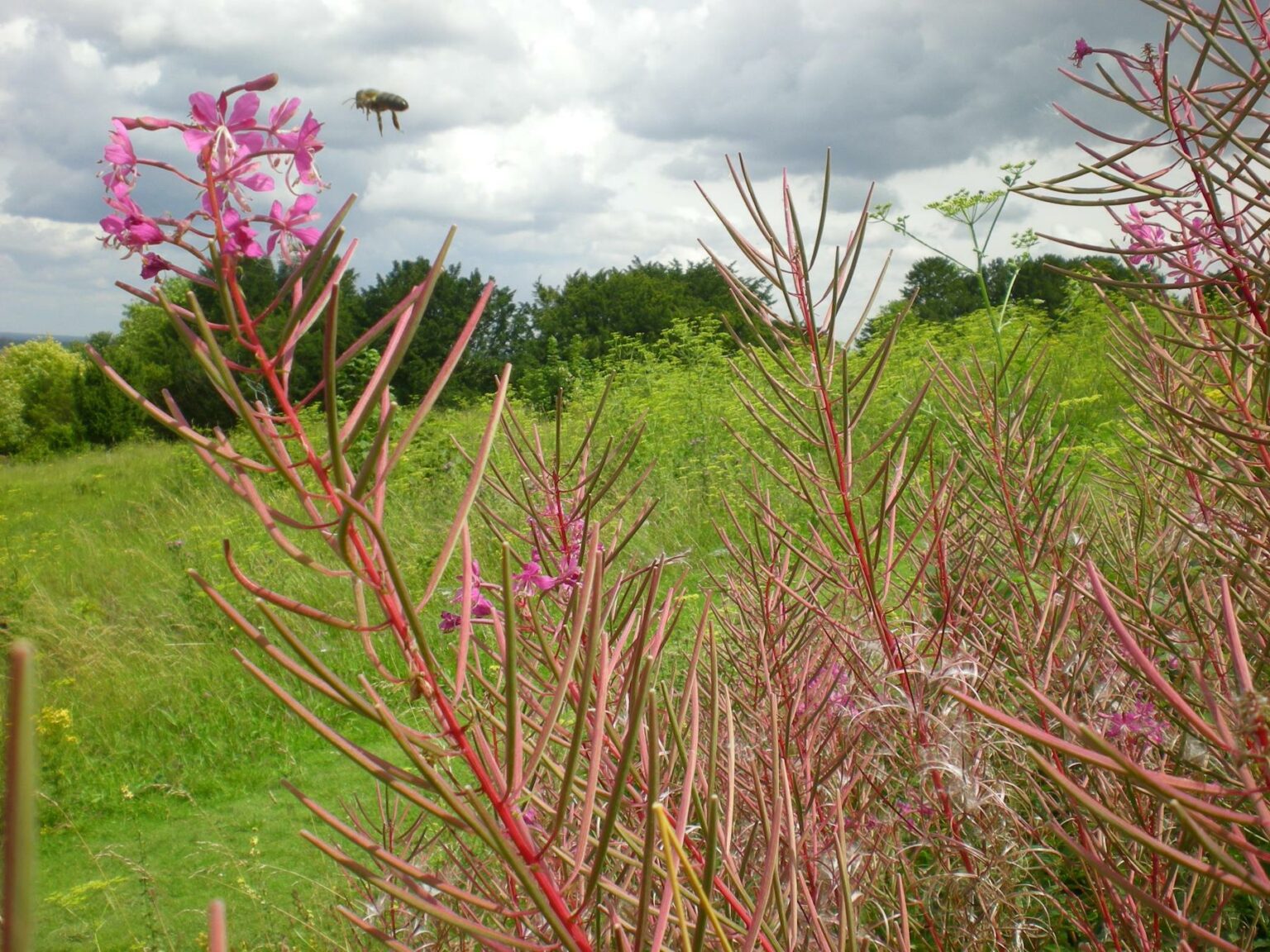 Rosebay Willowherb - Plantlife