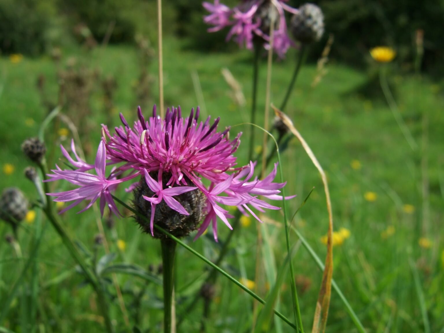 Common Knapweed - Plantlife