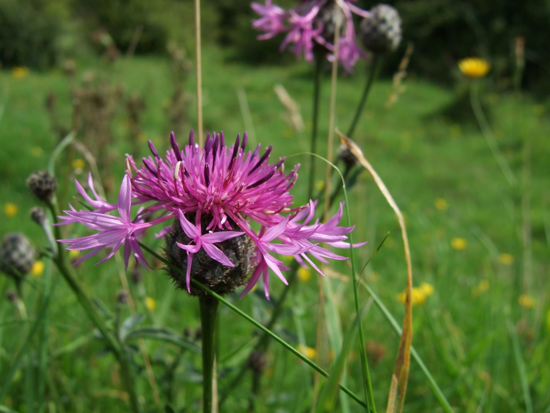 Common Knapweed - Plantlife