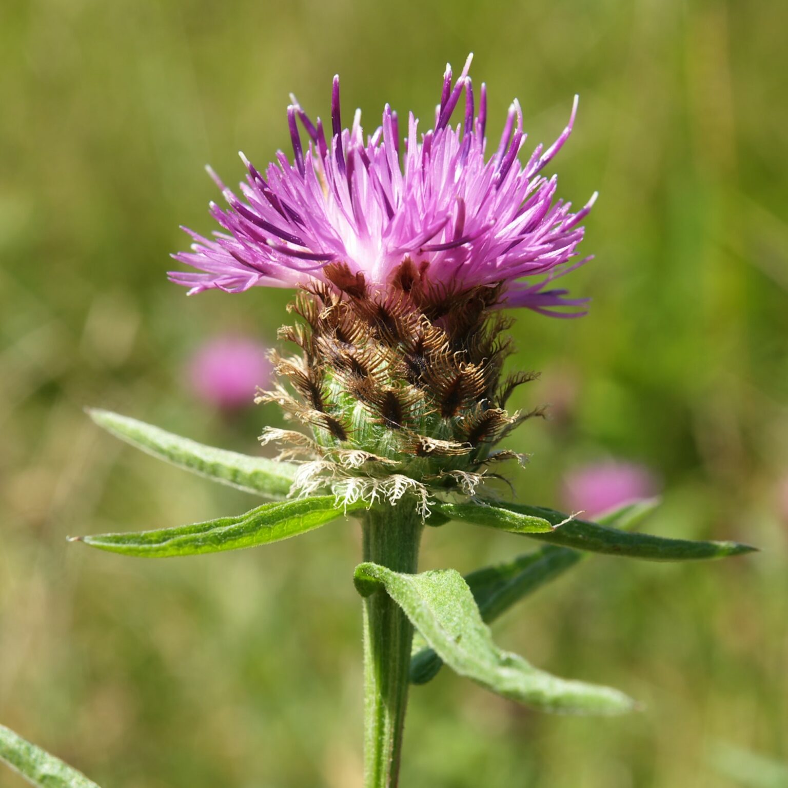 Common Knapweed - Plantlife