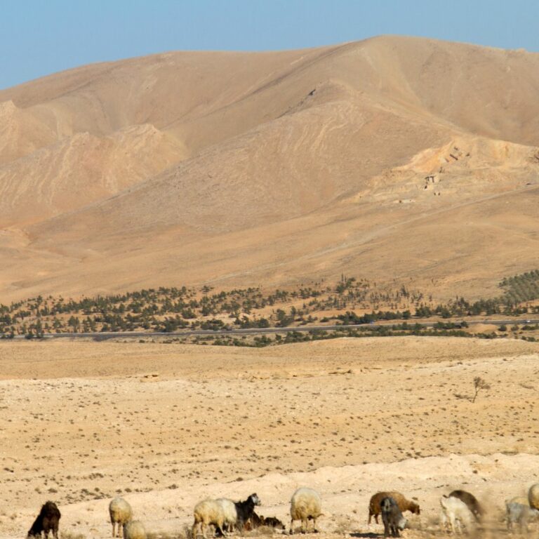 Important Plant Areas of Syria - Plantlife