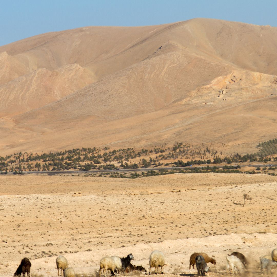 Important Plant Areas of Syria - Plantlife