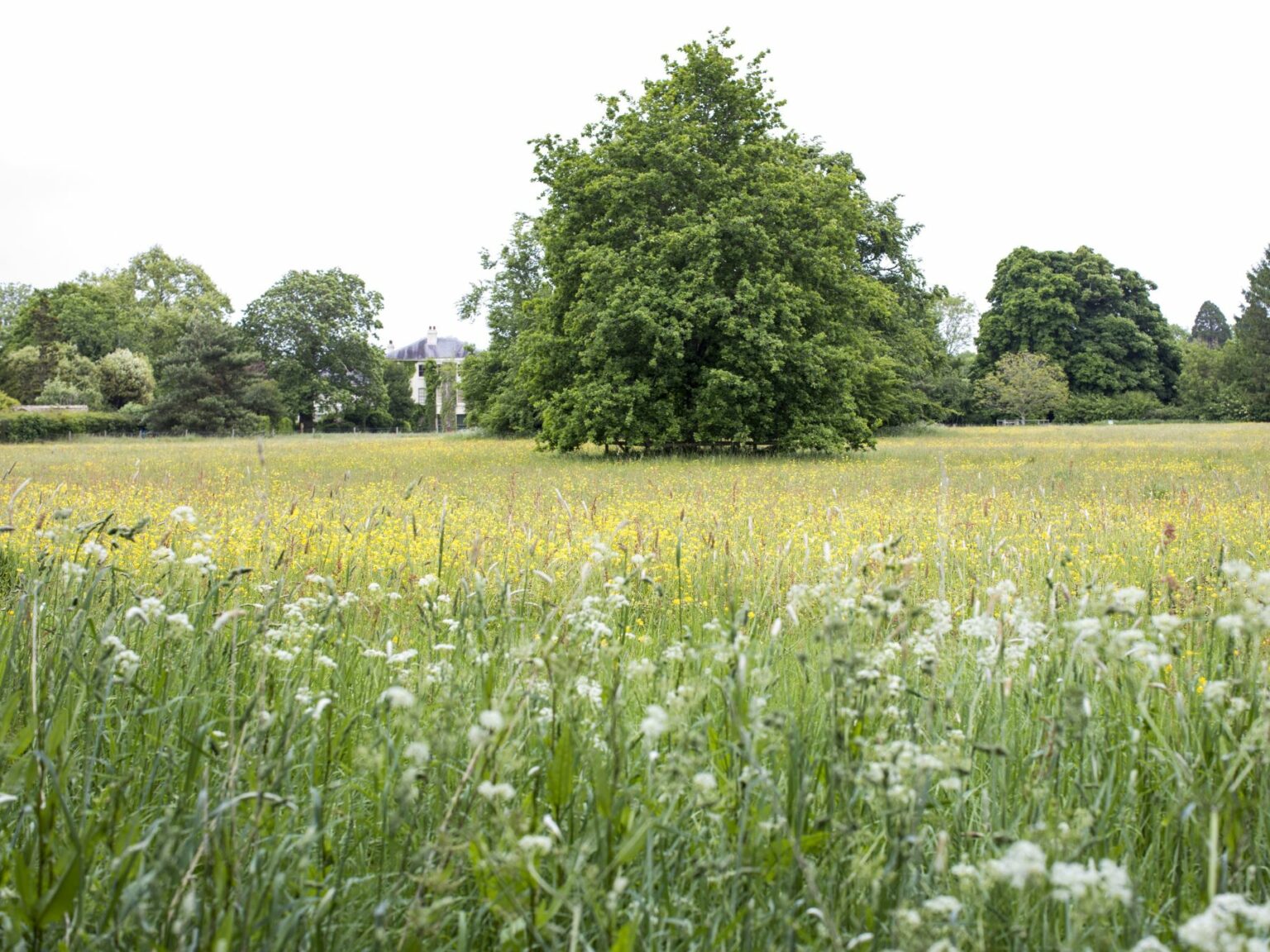 The King's Meadow Project - Plantlife