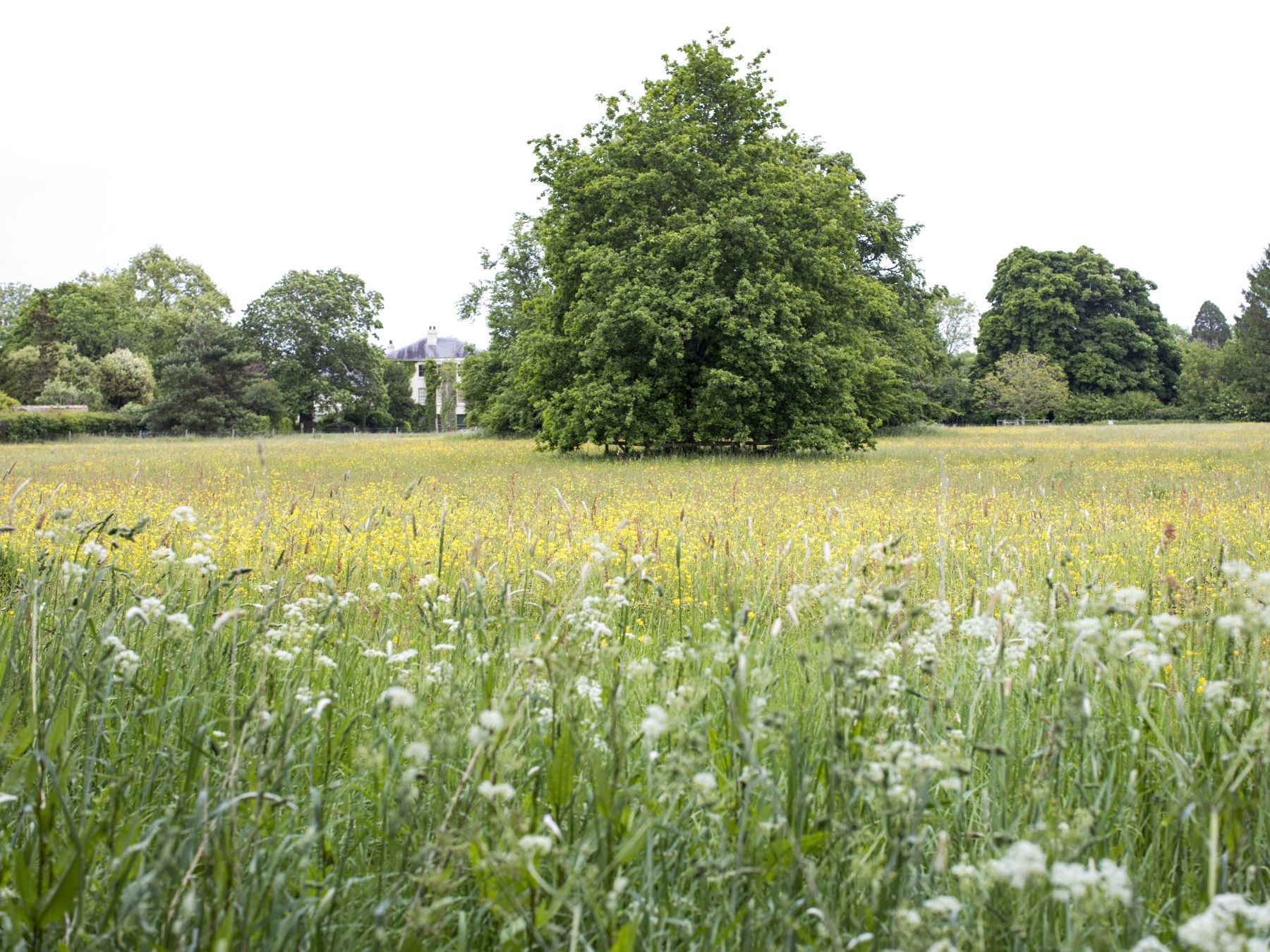 The King's Meadow Project - Plantlife