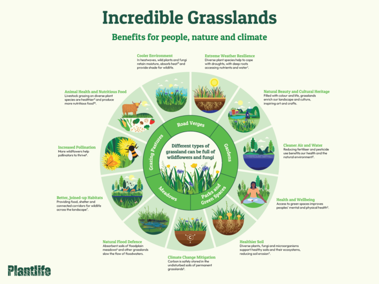 Incredible Grasslands - Plantlife