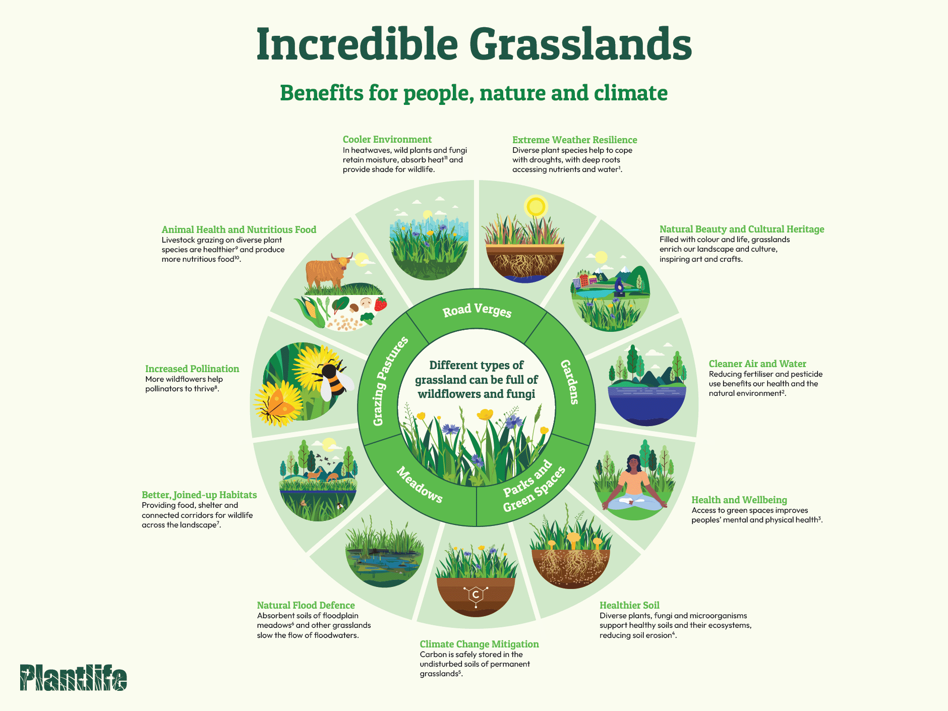 Incredible Grasslands Plantlife