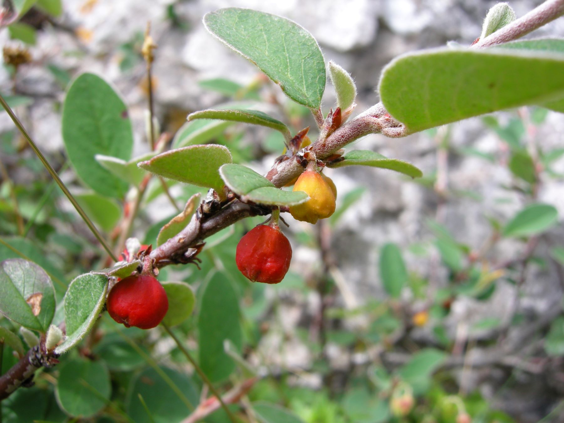 3 Endangered Plants in Wales - Plantlife