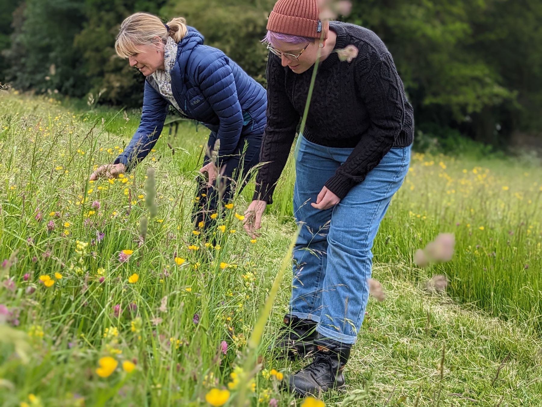 How to Grow a Wildflower Meadow - Plantlife