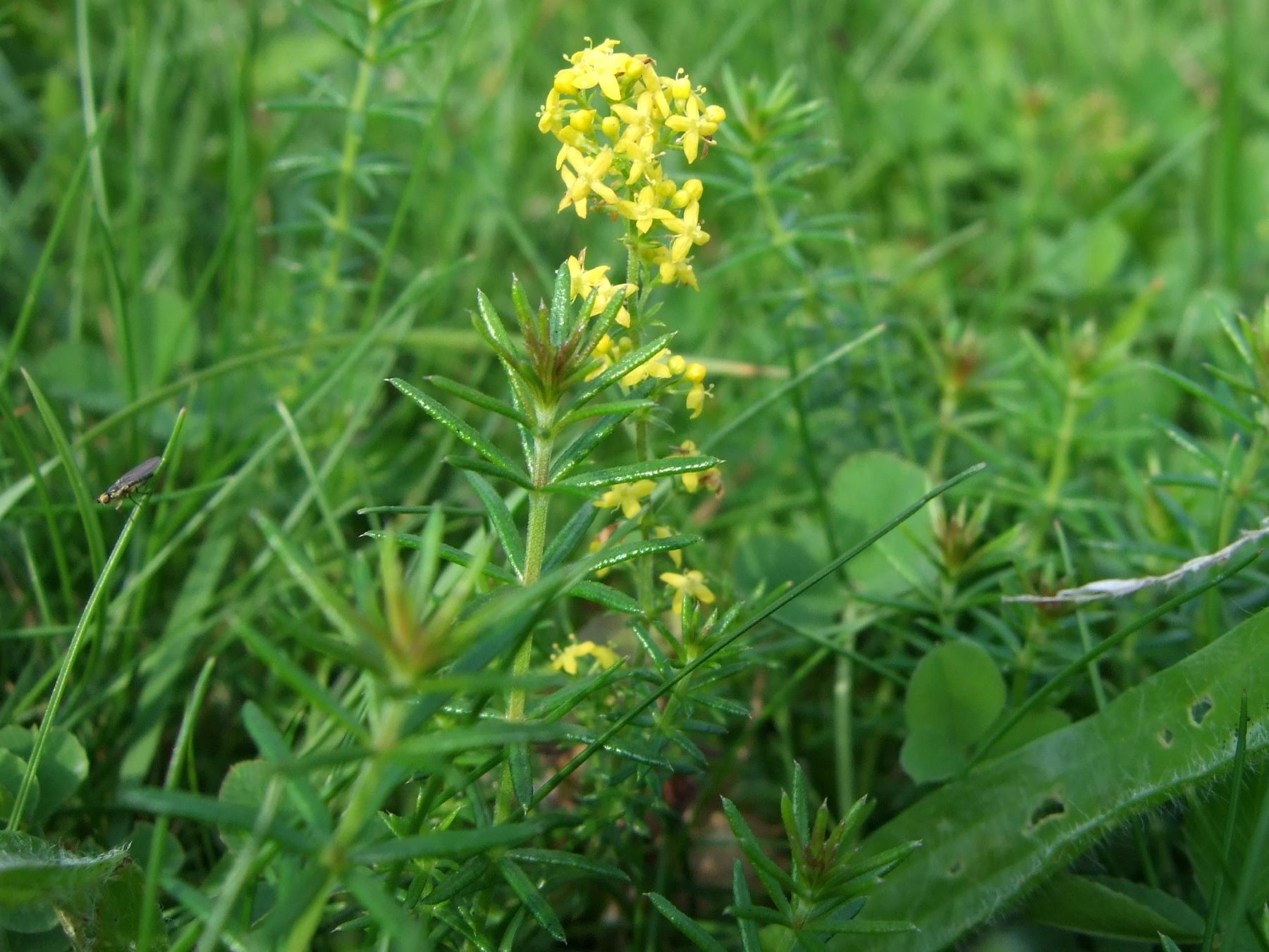 Lady's Bedstraw - Plantlife