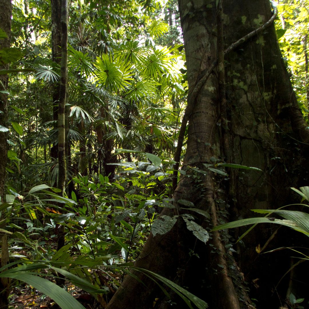 Important Plant areas of New Guinea - Plantlife