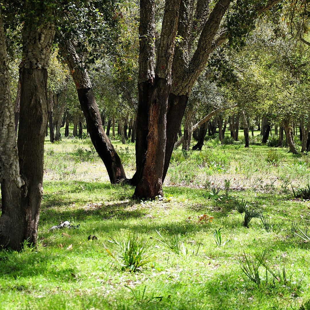 Important Plant Areas of Morocco - Plantlife