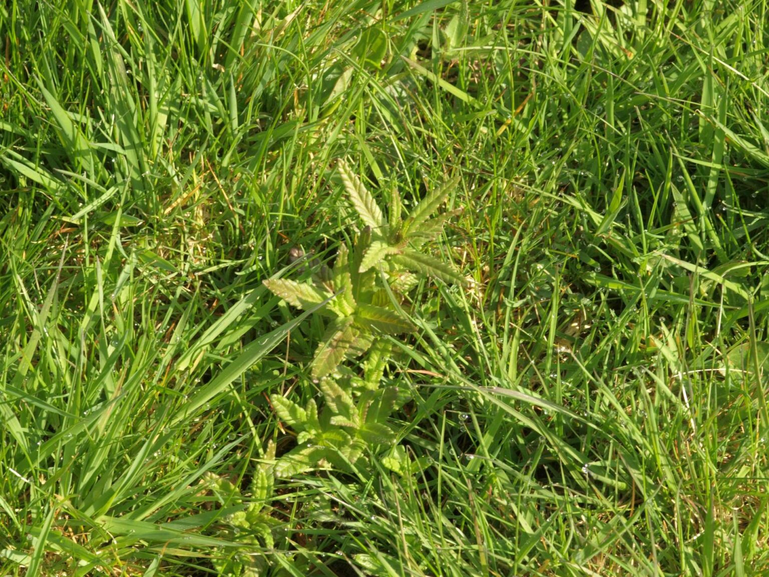 My Meadow Story: Making a Meadow in Rural Wales - Plantlife