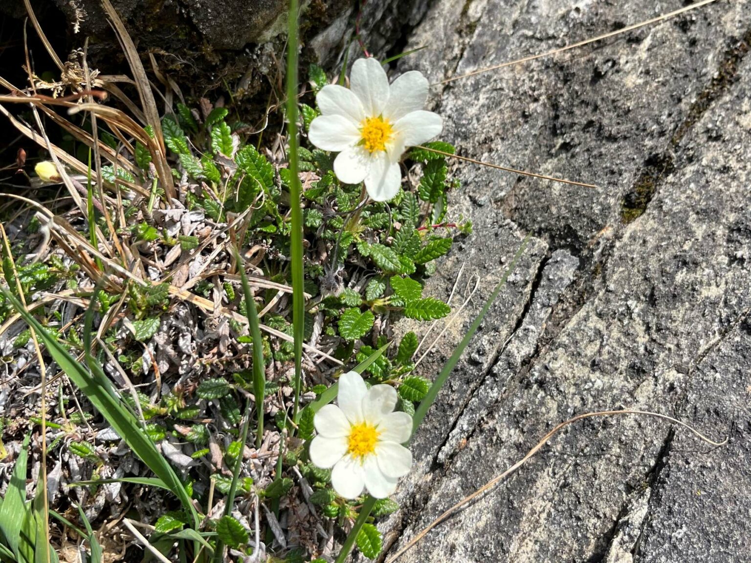 Our 'Derig', How Do Welsh Plants Get Their Name? - Plantlife