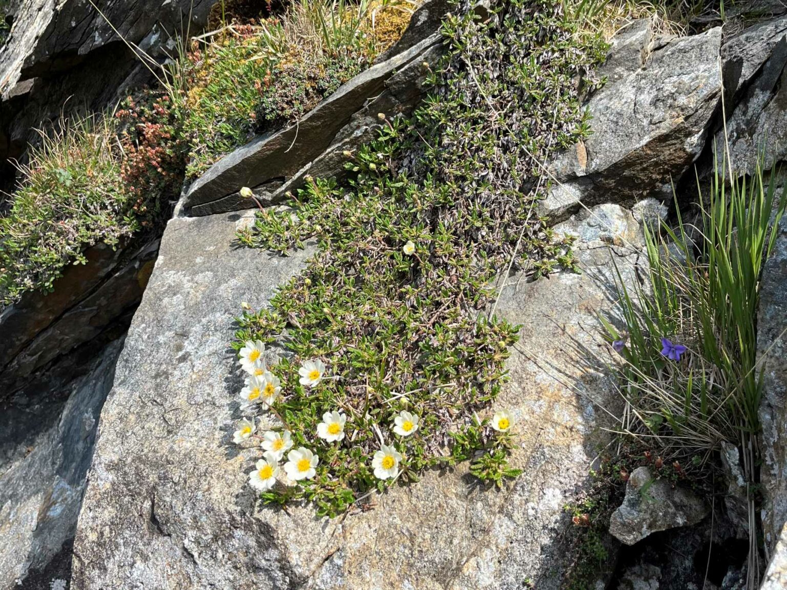 Our 'Derig', How Do Welsh Plants Get Their Name? - Plantlife