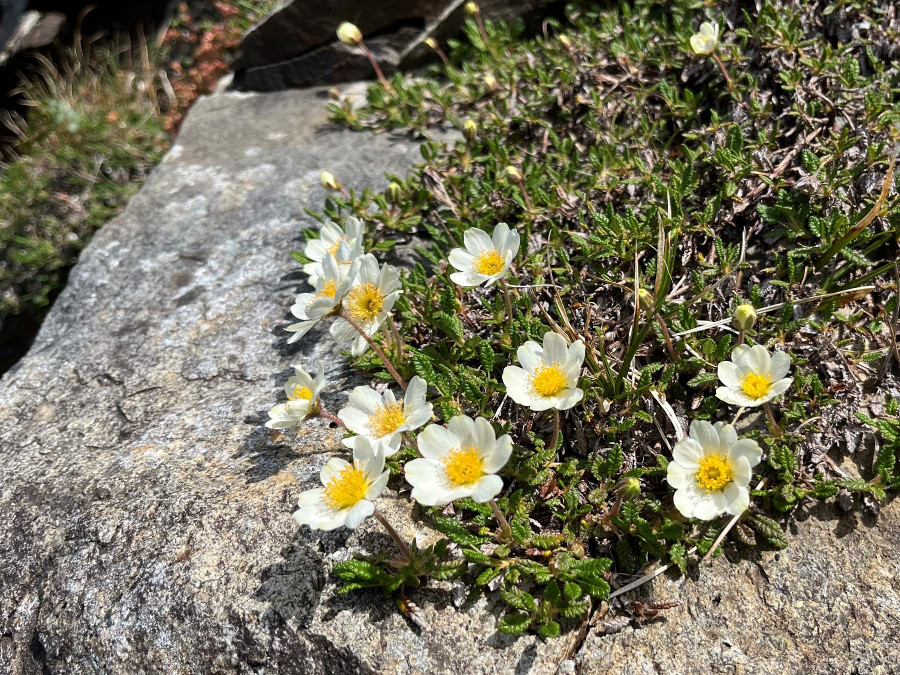 Our 'Derig', How Do Welsh Plants Get Their Name? - Plantlife