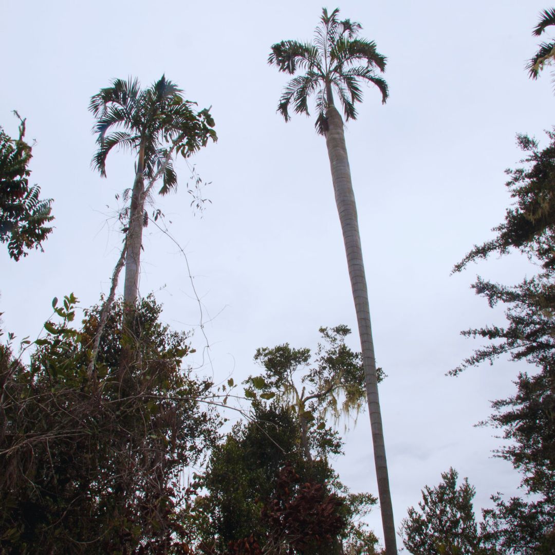 Important Plant areas of New Guinea - Plantlife