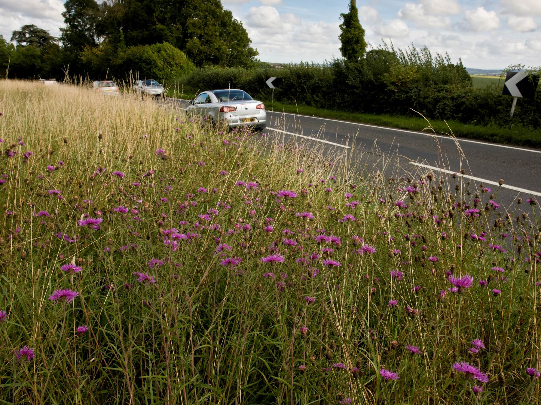 Common Knapweed - Plantlife