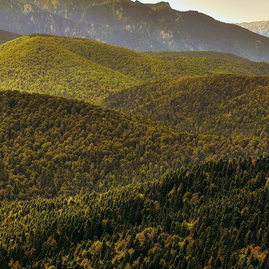 Important Plant Areas of Romania - Plantlife