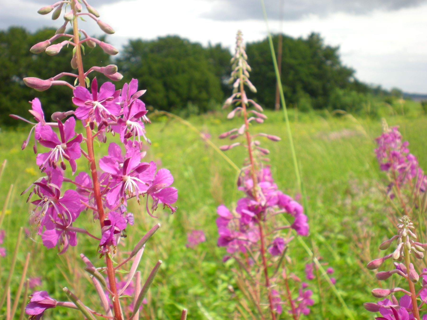 Rosebay Willowherb - Plantlife