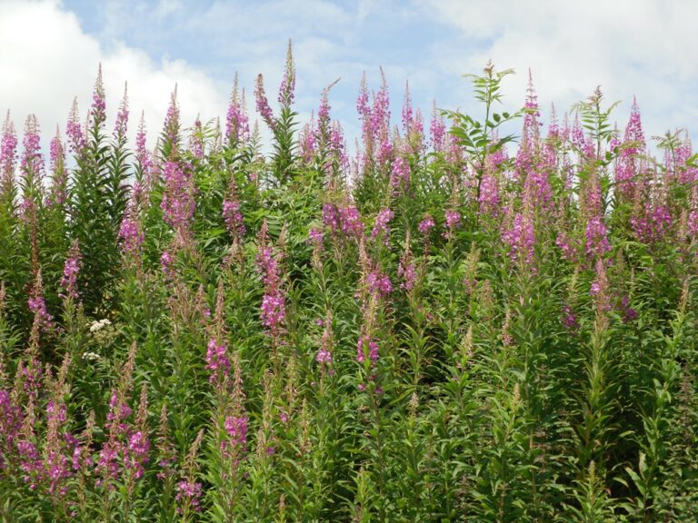 Rosebay Willowherb - Plantlife