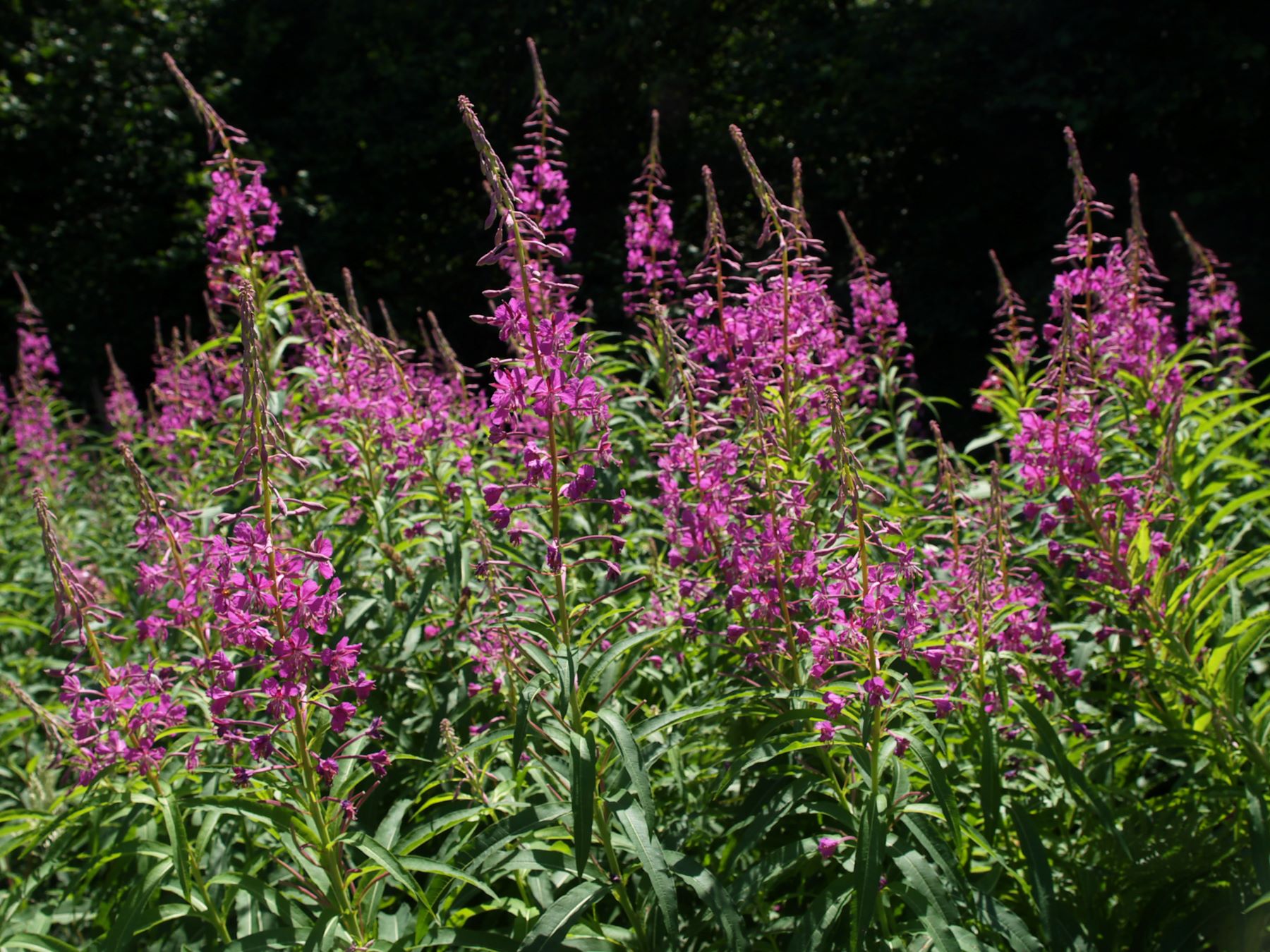 Rosebay Willowherb - Plantlife