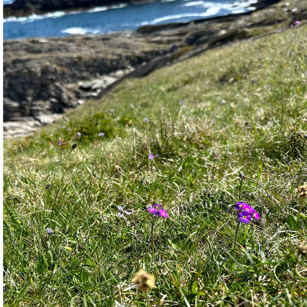 State of Nature 2023: Plants and Fungi - Plantlife