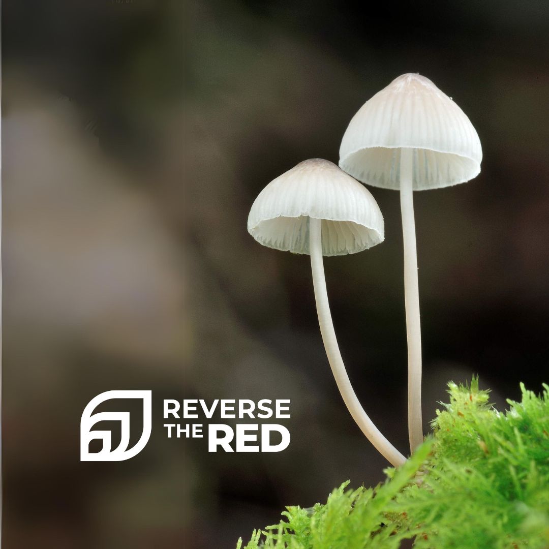 Reverse the Red - Plantlife