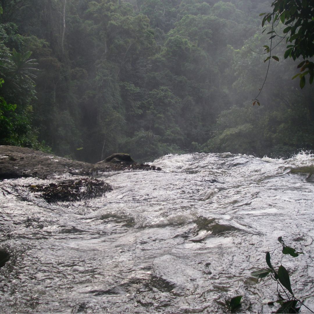 Important Plant Areas of Cameroon - Plantlife