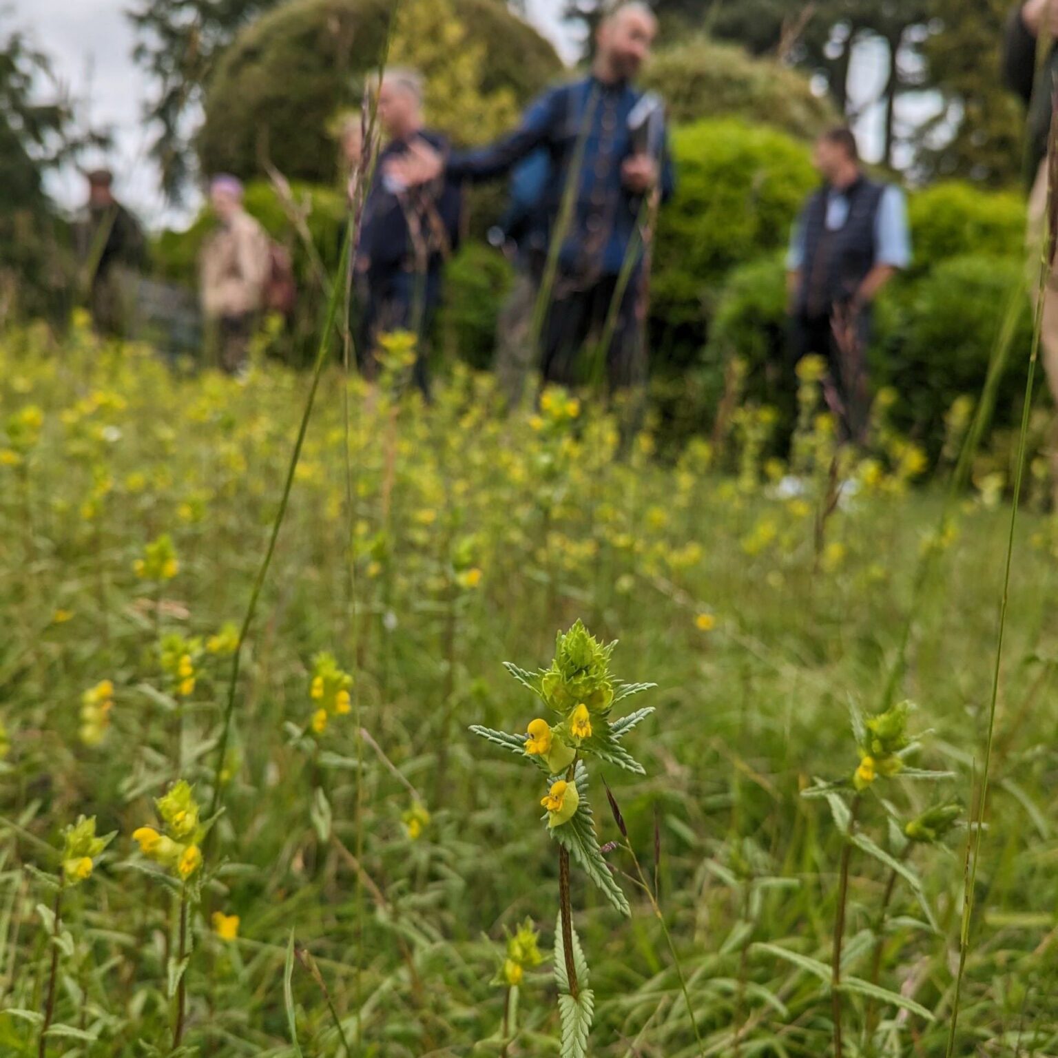 The King's Meadow Project - Plantlife