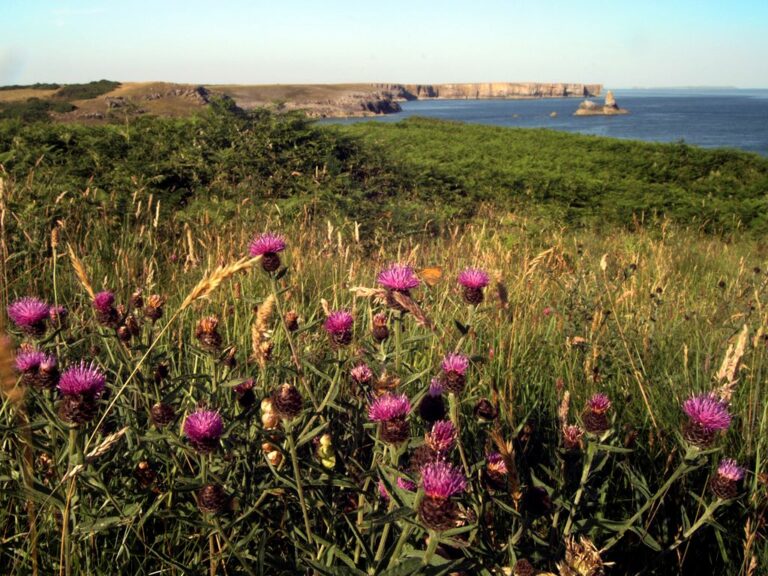 Common Knapweed - Plantlife