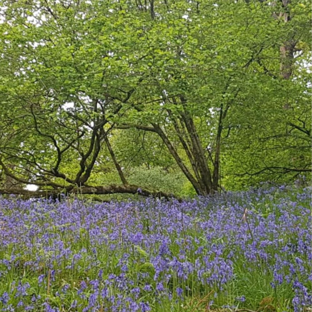 Important Plant Areas of the UK - Plantlife