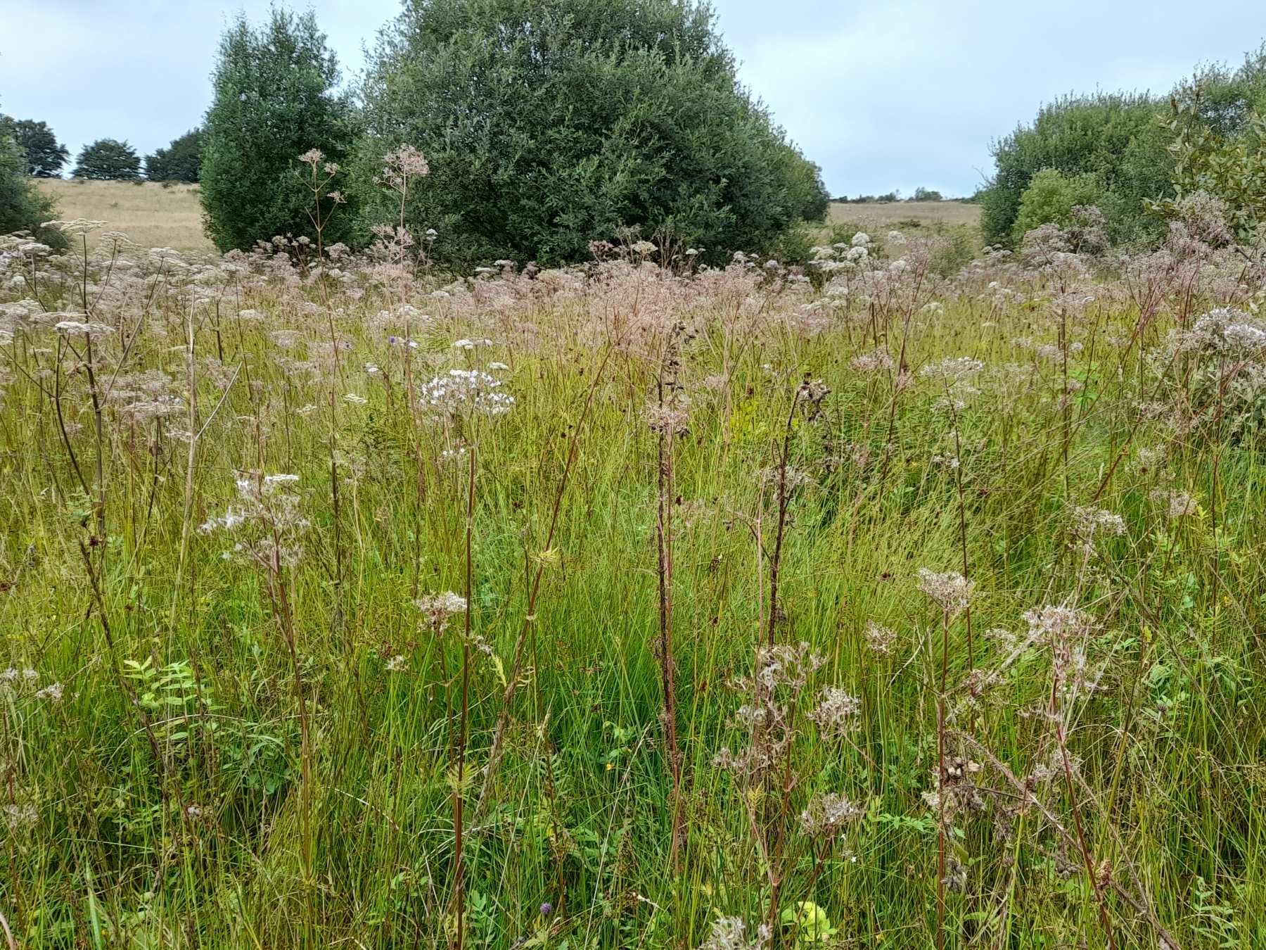 How to Manage a Meadow - Plantlife