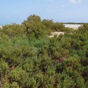Important Plant Areas of Saudi Arabia - Plantlife