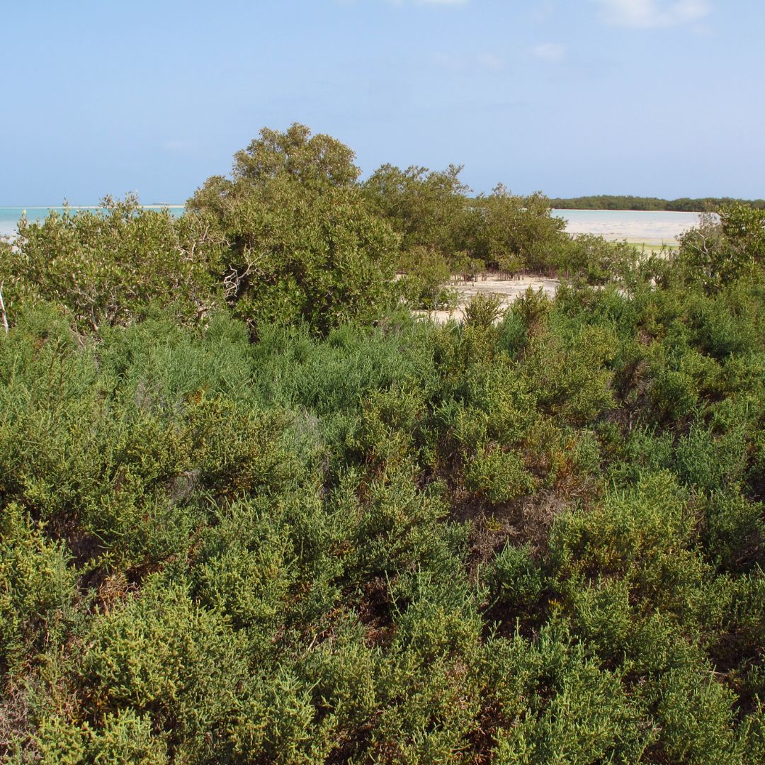 Important Plant Areas of Saudi Arabia - Plantlife