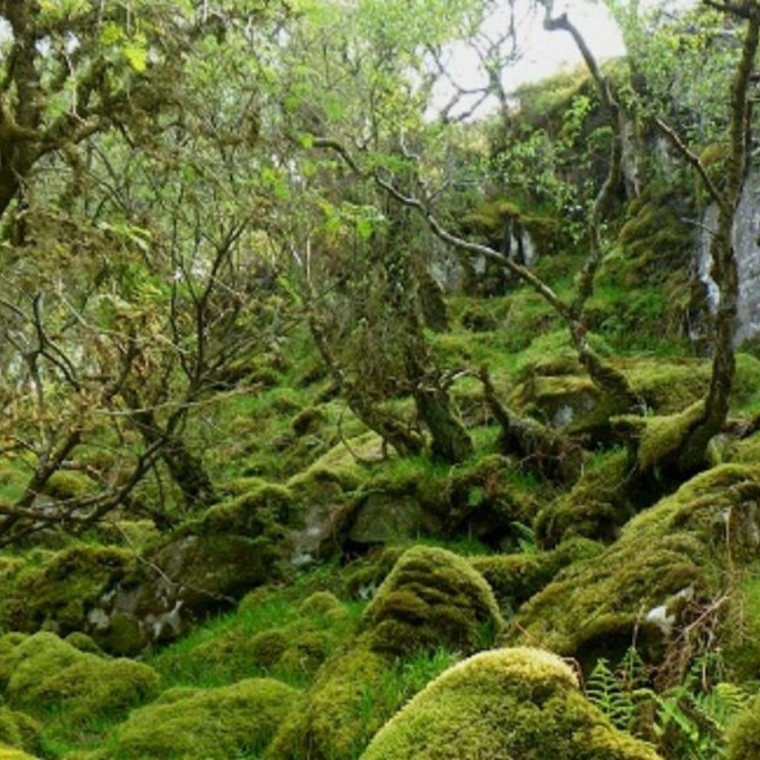 Rapid Rainforest Assessment Training - Plantlife