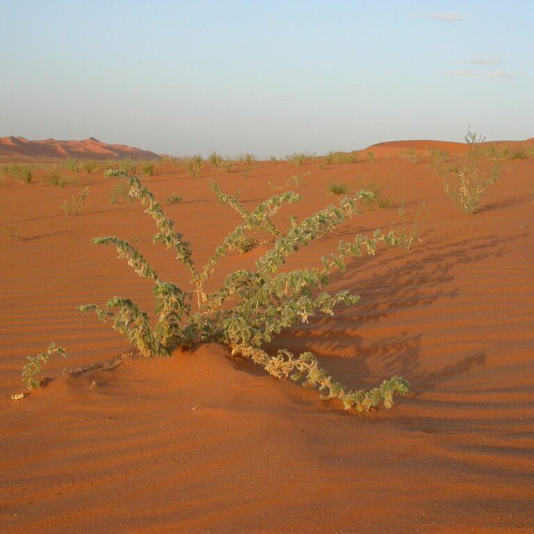 Important Plant Areas of Saudi Arabia - Plantlife